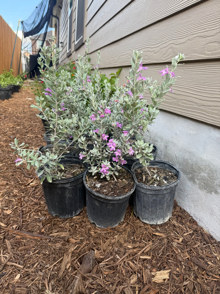 Texas Sage (Cenizo), Compact – Uncle Red's Backyard Nursery